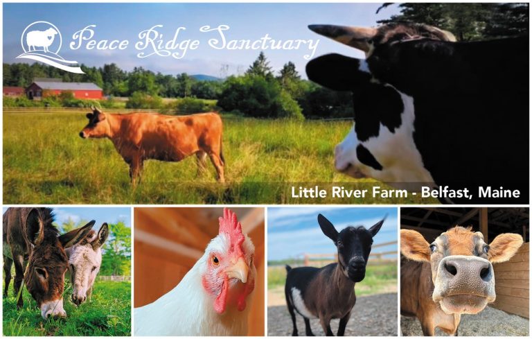 Peace Ridge Sanctuary Expands Impact with 4 GFAS Accredited Facilities ...