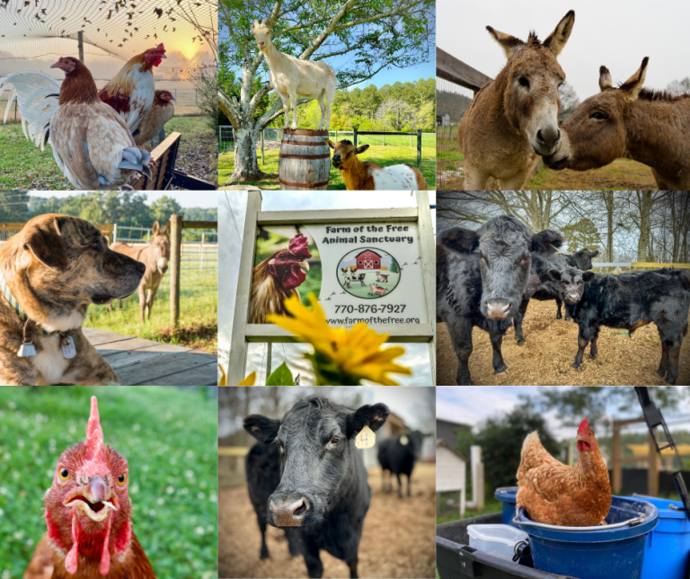Farm of the Free Animal Sanctuary is Accredited by the Global ...